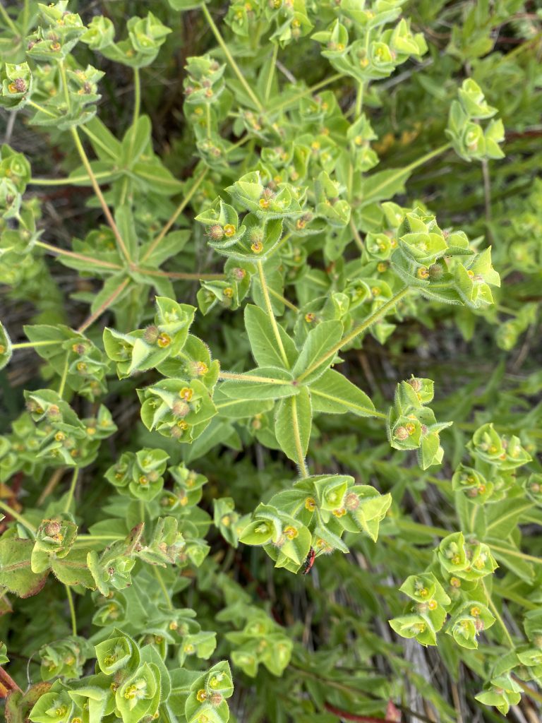 Plants - Visit Akrotiri